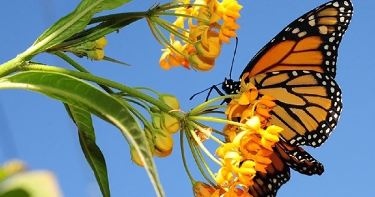 Adler Dillman: Of Monarchs, Toxins, and Nematode Parasitism of Insects ...