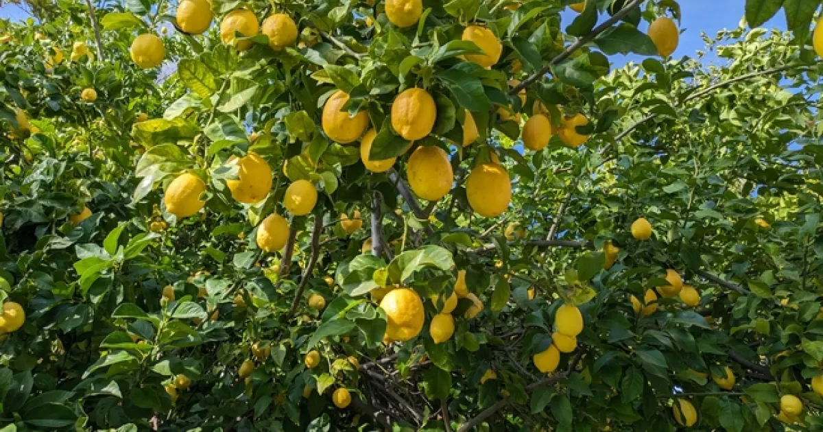 When Life Gives You Lemons...Clean Your Pyrex! | Under the Solano Sun