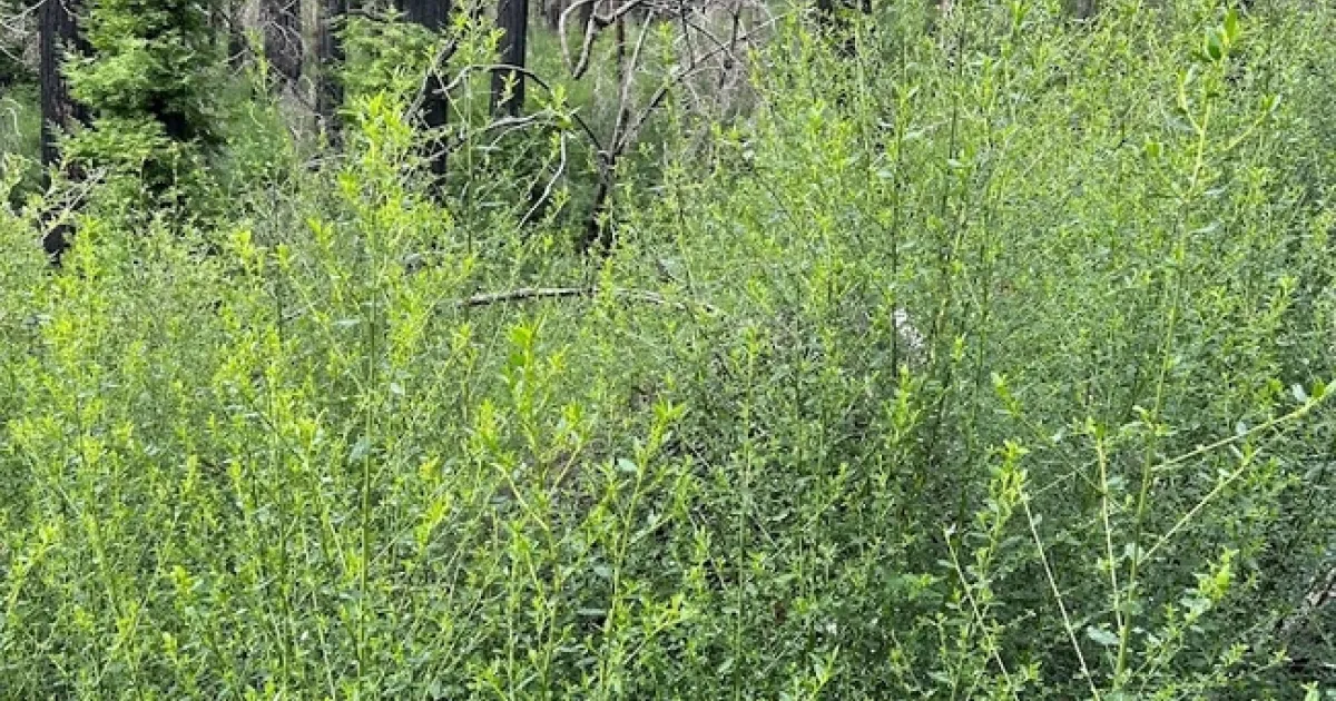 Ceanothus in the 2020 CZU Lightning Complex Burn Footprint | Santa Cruz ...