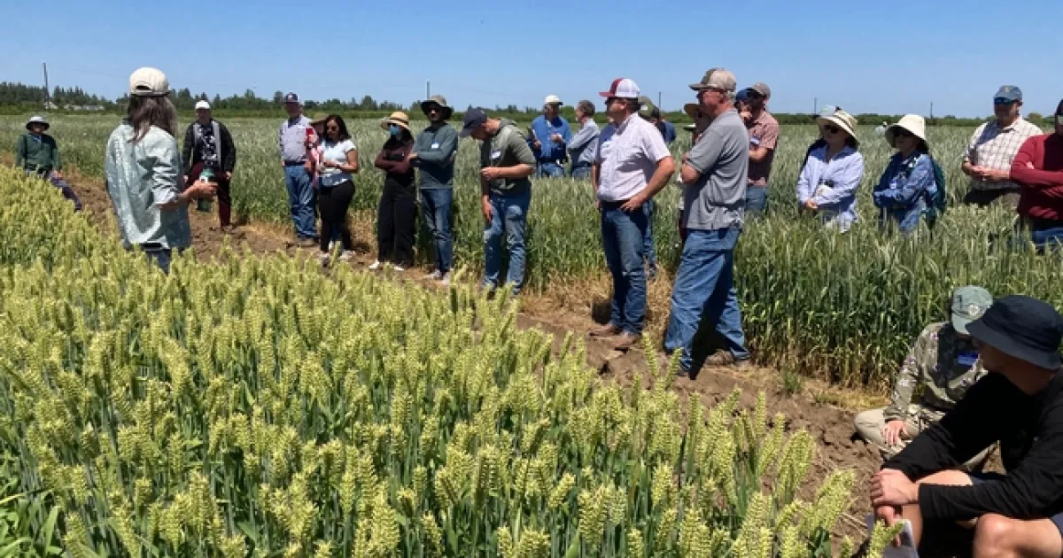Save the date! 5/9/24 field day at UC Davis | UC Small Grains Blog