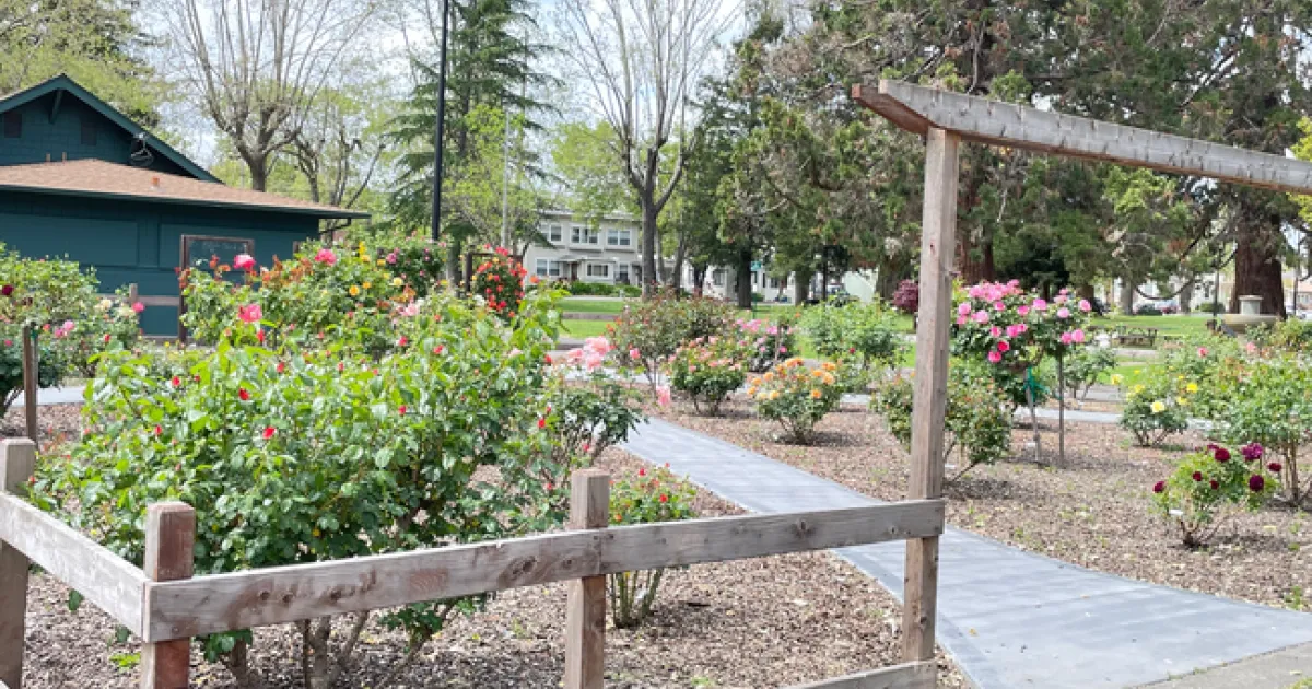 Rose Garden Corral - May 2024 | UC Agriculture and Natural Resources