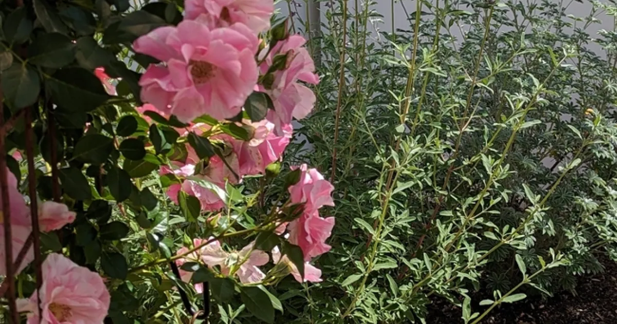 Rosie’s Corner: Late spring pests of roses | UC Agriculture and Natural ...