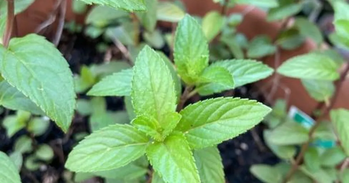 So you want to grow mint! | Fresno Gardening Green