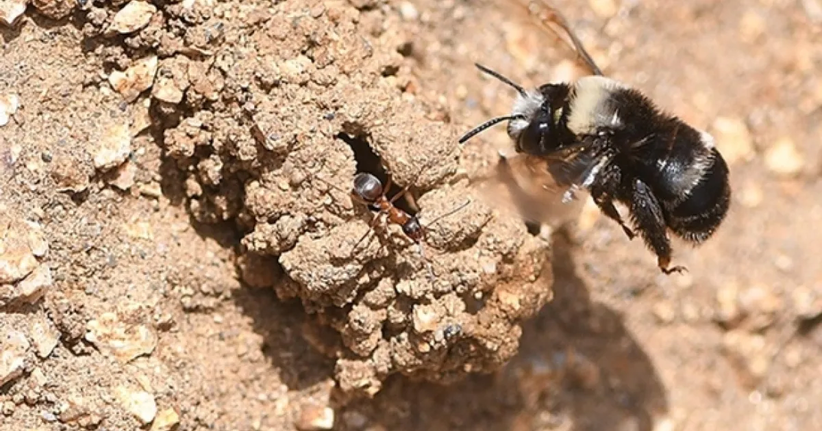 Digging the Digger Bees and the Newly Published Research | UC ...
