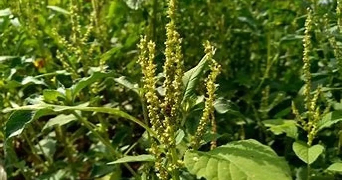 New Weed Control Method | UC Agriculture and Natural Resources