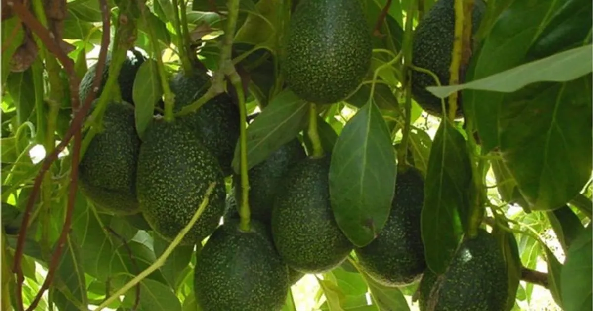 Avocado Field Day | UC Agriculture and Natural Resources