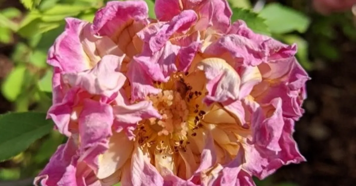 Rosie’s Corner: The heat has been hard on roses | UC Agriculture and ...