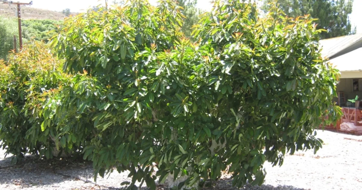 Avocado Field Day - Aug 22 - Pine Tree Ranch | UC Agriculture and ...