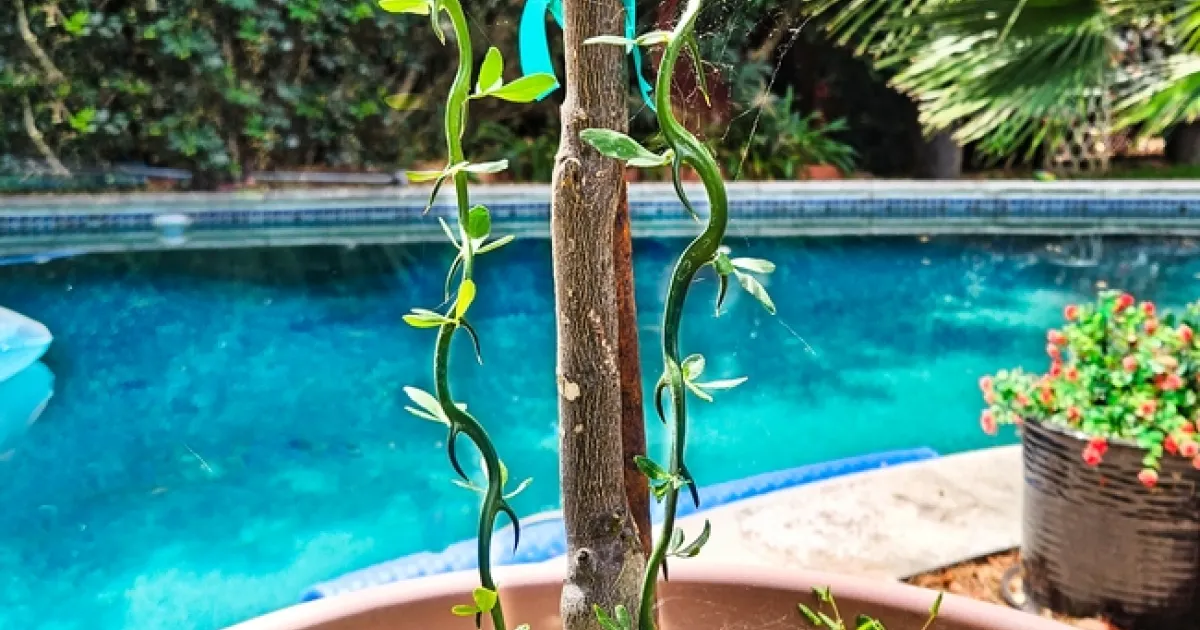 Is It a Lemon or Orange Tree? Maybe Both! | Under the Solano Sun