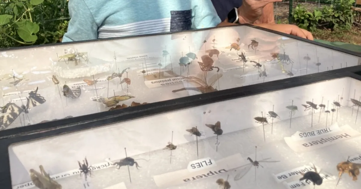 Get Buggy! Make a Bug Collection with Entomologists. | The Stanislaus ...