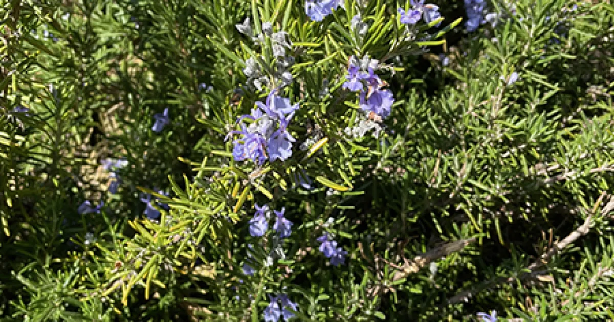 Rosemary | UC Master Gardeners of Santa Clara County