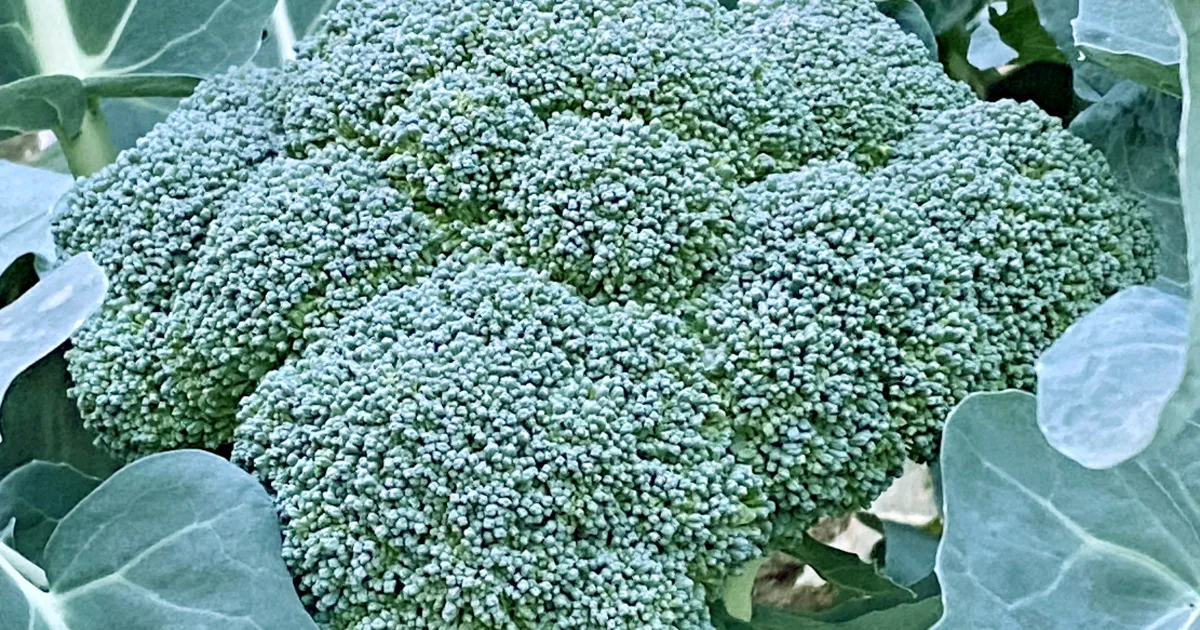 Broccoli | UC Master Gardeners of Santa Clara County