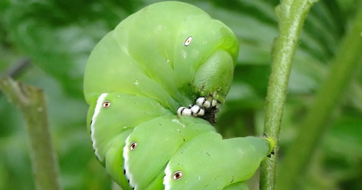 Integrated Pest Management (IPM) | UC Agriculture and Natural Resources