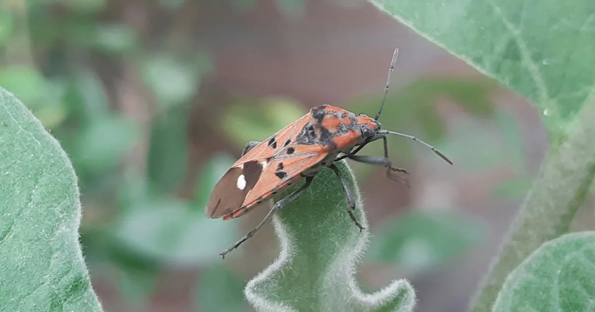 IPM: Integrated Pest Management | UC Agriculture and Natural Resources