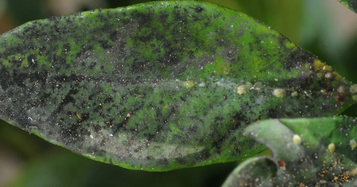 Sooty Mold | UC Marin Master Gardeners