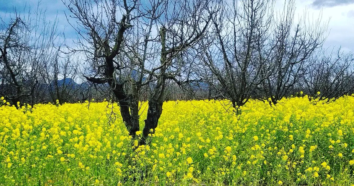 Orchard Crops | Cooperative Extension, Sutter-Yuba Counties