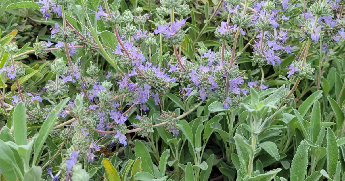 Spring Blooming Natives | The Real Dirt