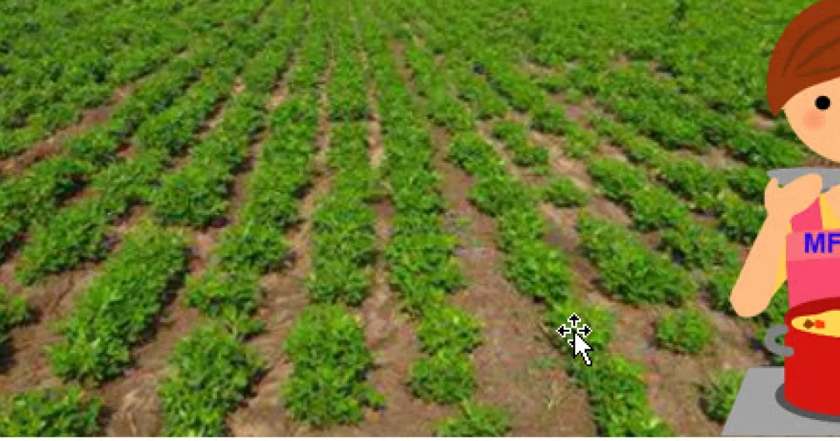 Summer Citrus Festival At George Key Ranch Historic Park | UC Master ...