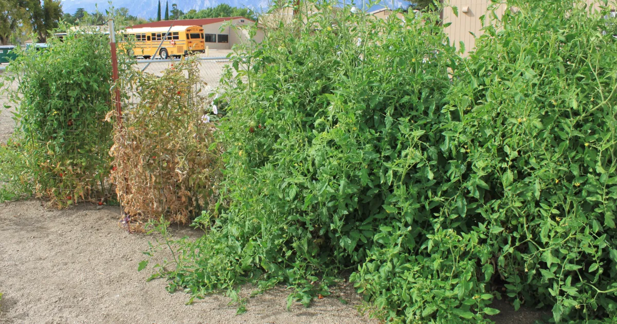 Common Vegetable Problems | UC Master Gardeners of Inyo and Mono Counties