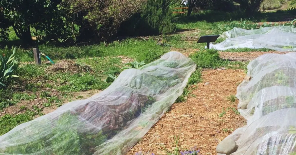 News from the UC Statewide IPM Program: Is UC Changing IPM to SPM? | UC ...