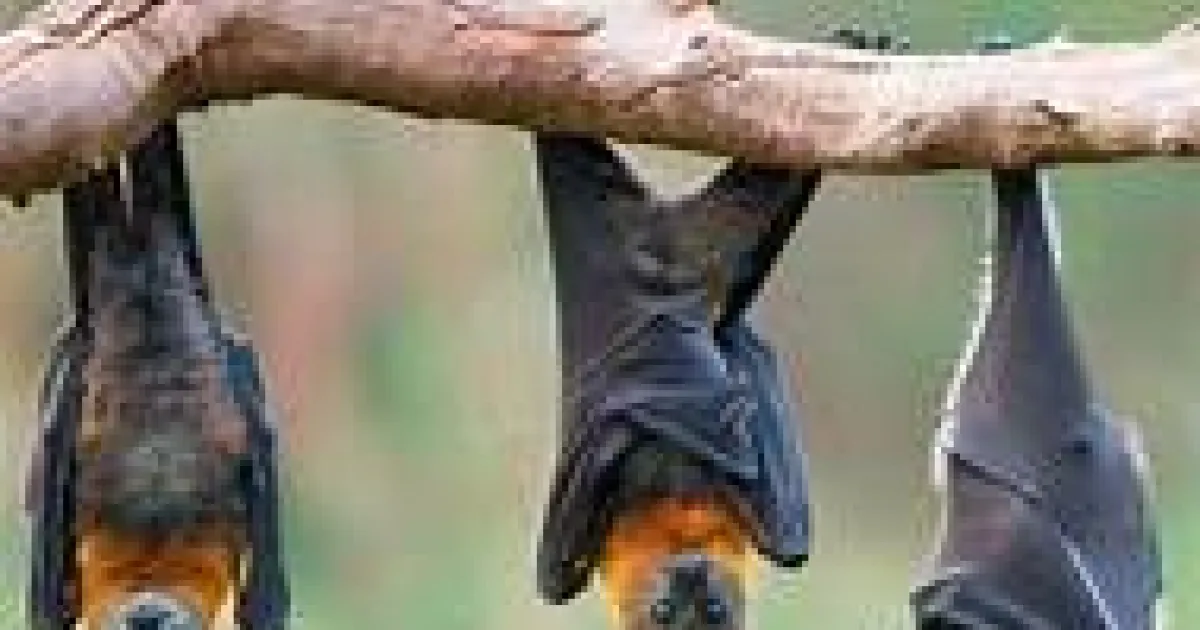 Birds Do It, Bees Do It, Even Slugs Do It - Pollination | Topics in ...