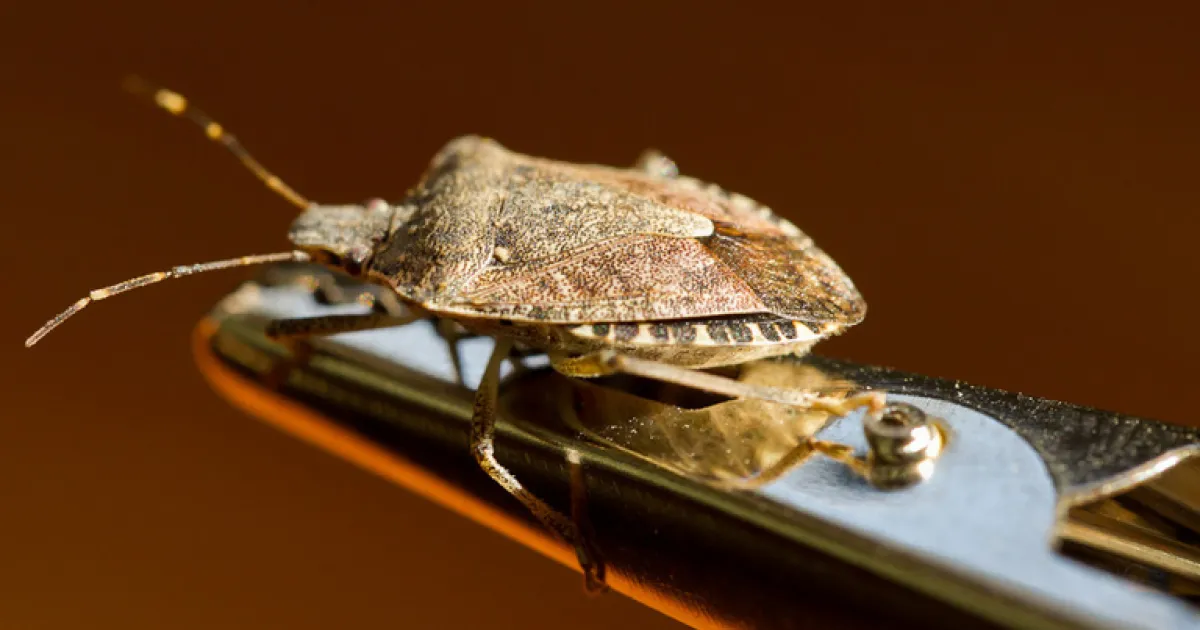Invasive Species: Brown Marmorated Stink Bugs | Over the Fence (Alameda ...