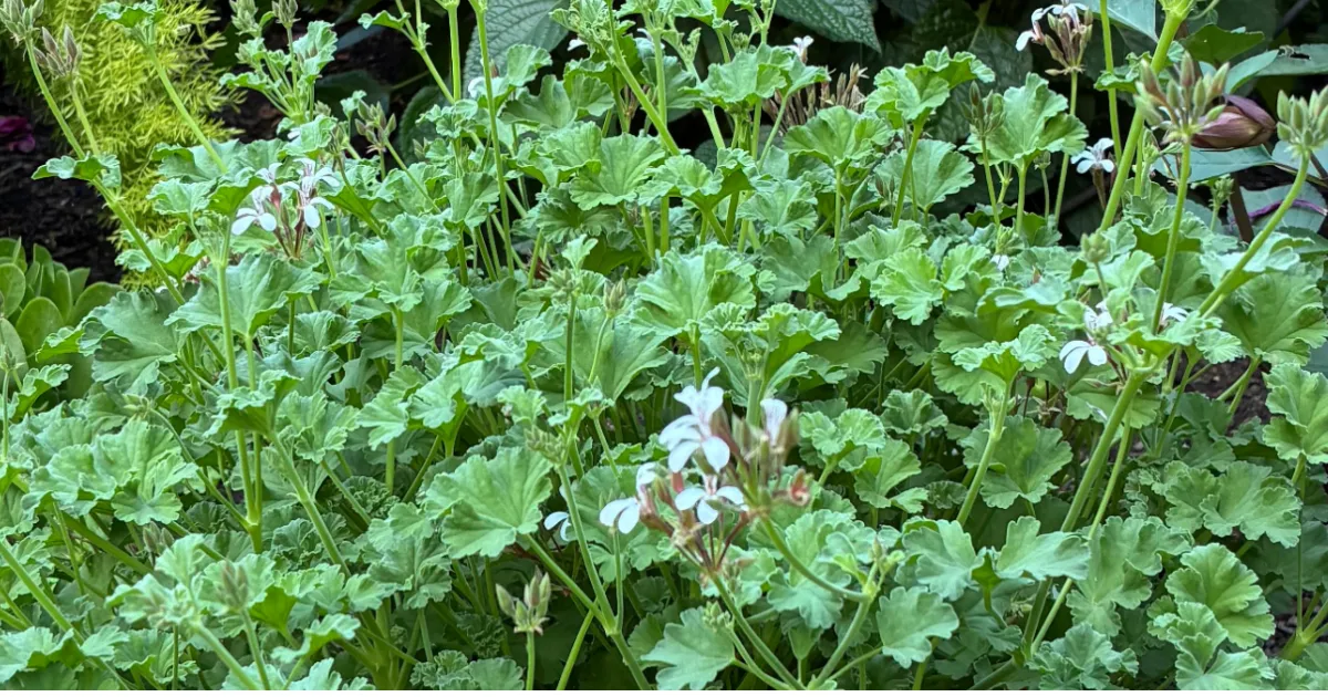 June plant of the month: Nutmeg-scented geranium | Fresno Gardening Green
