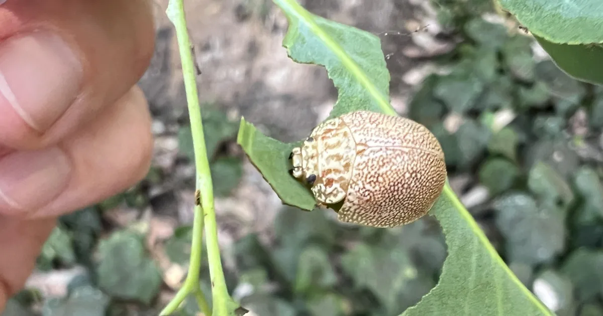 Dotted Paropsine Leaf Beetle Threatens California’s Eucalyptus | Pests ...