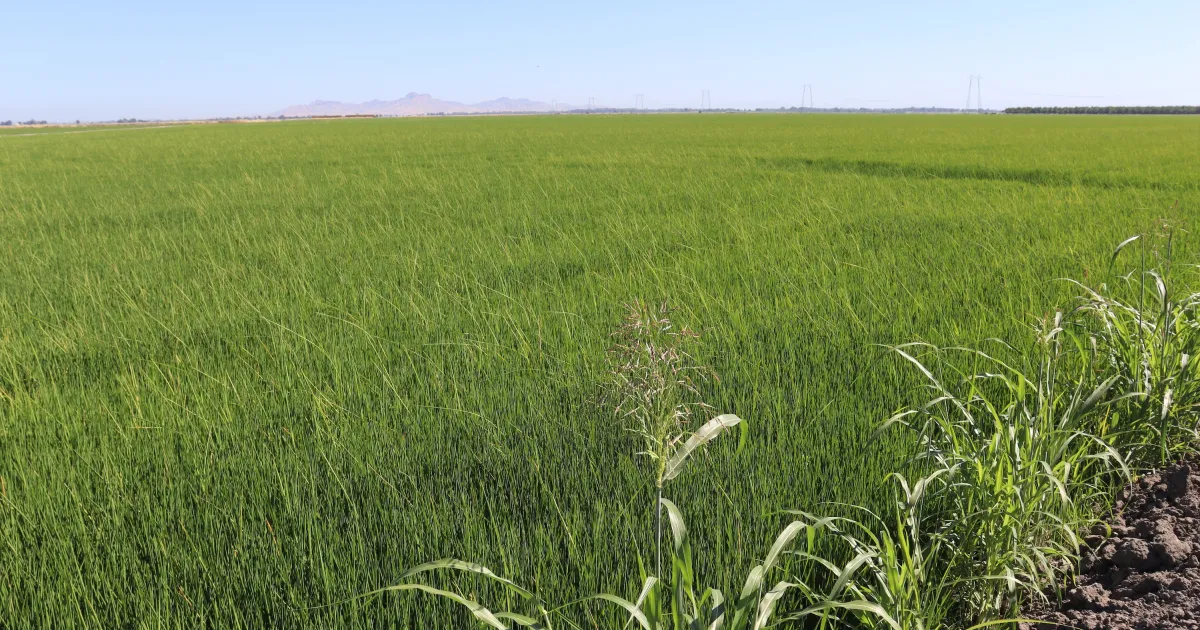 Bakanae still showing up after bleach treatment | UC Agriculture and ...