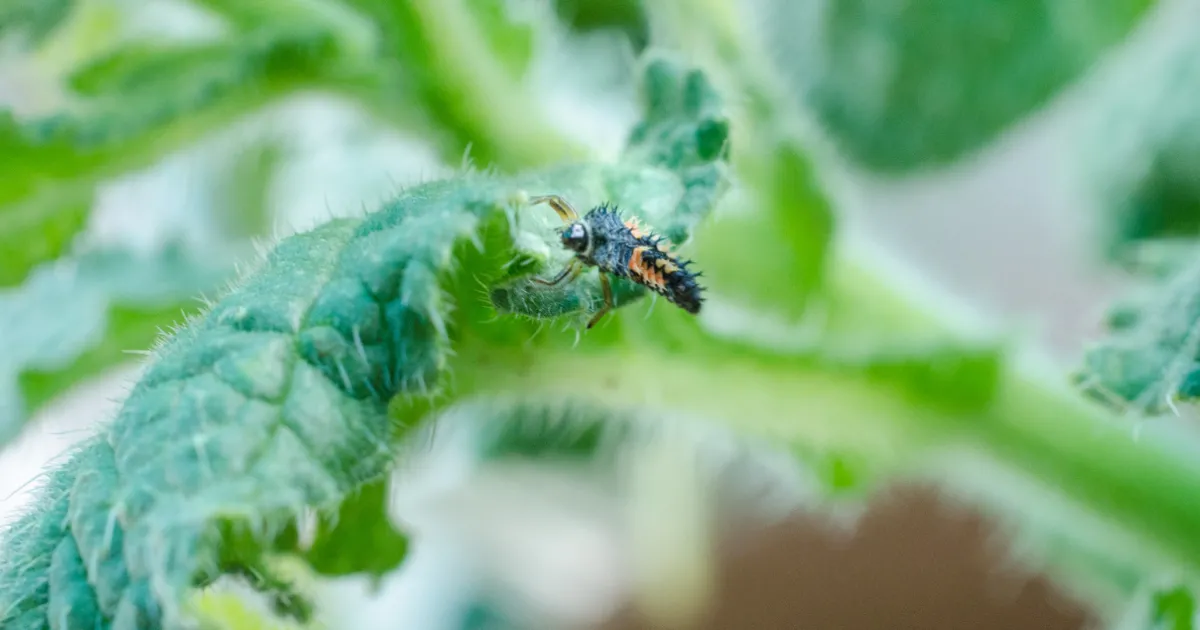 Good Bugs, Big Impact: The Secret World of Biological Control (Part 1 ...