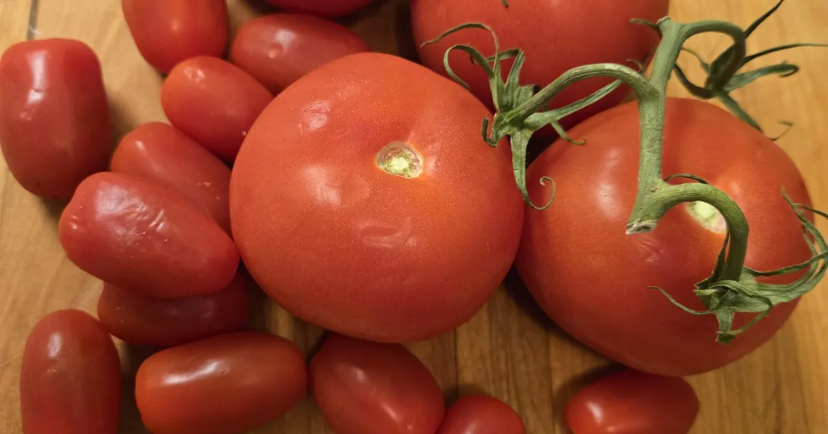 Becoming a Better Tomato Detective﻿-Yolo County Library - UC Master ...