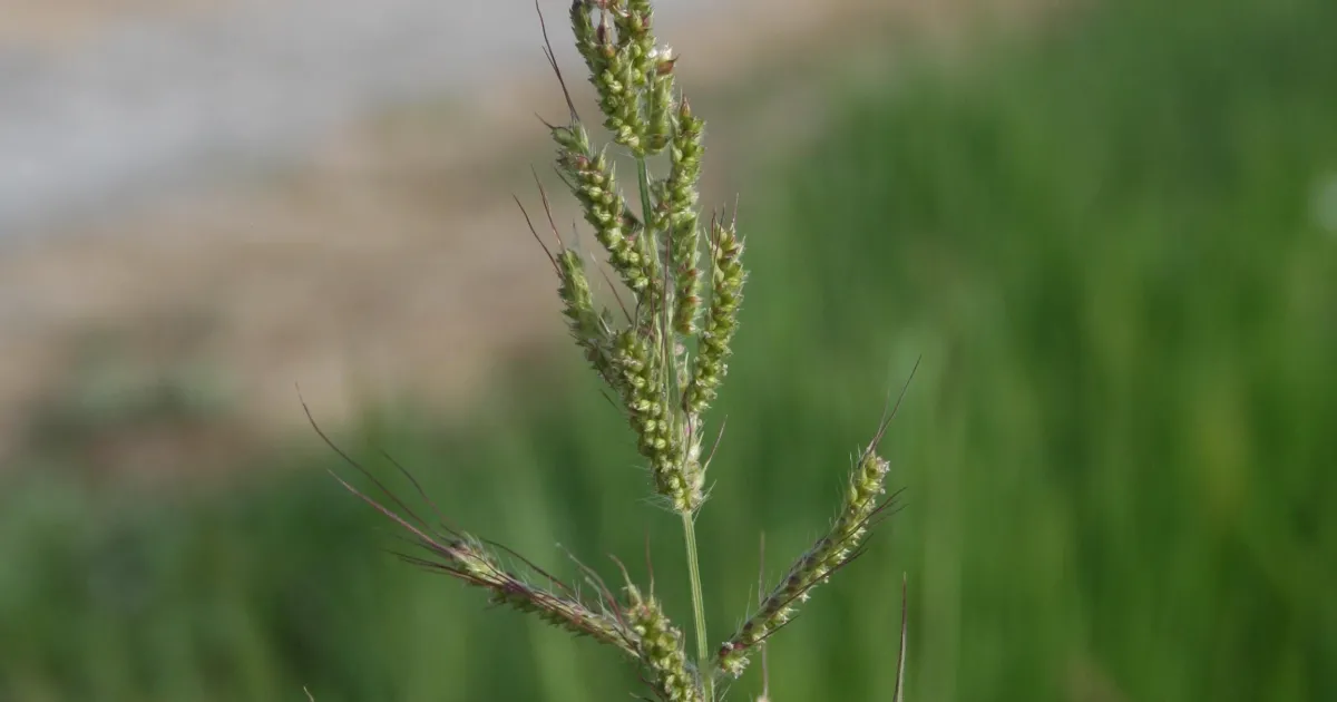 Colusa/Yolo Rice Briefs - July 2025 | UC Agriculture and Natural Resources