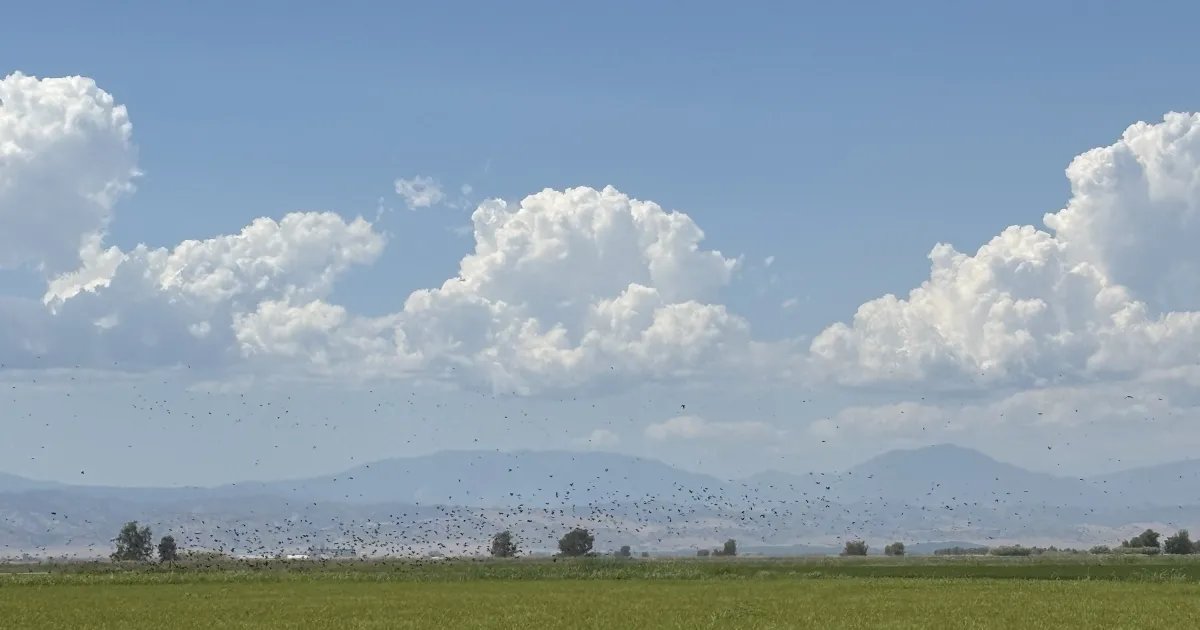Blackbird Damage | UC Agriculture and Natural Resources