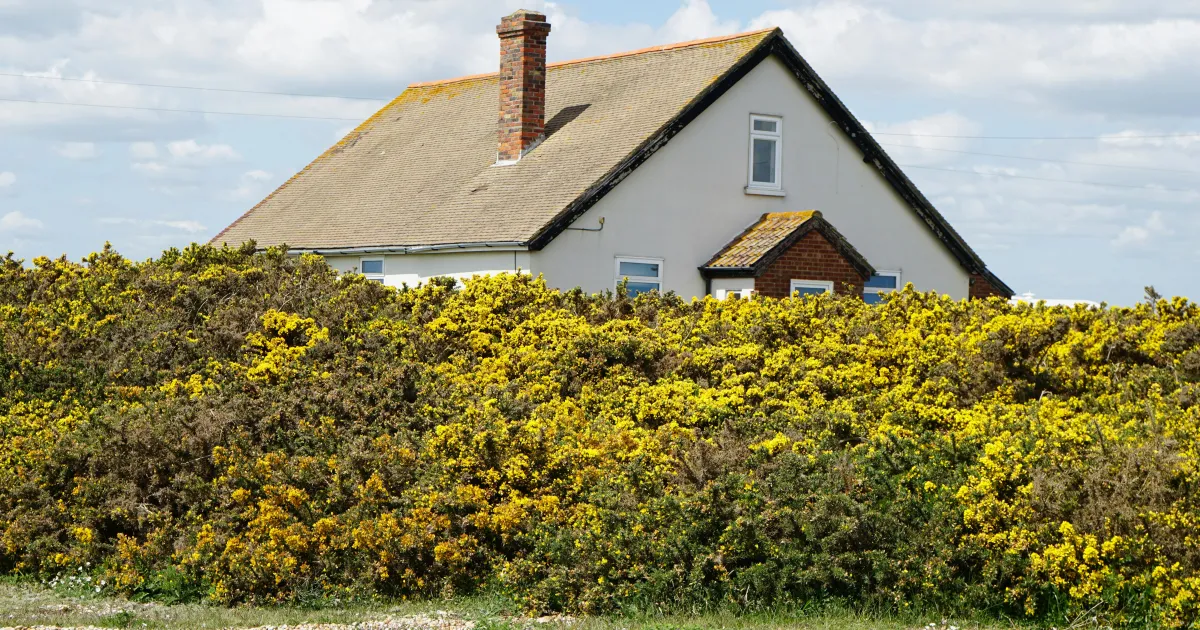 Yolo County Library - UC Master Gardener Series: Plants as Problem Solvers | UC Agriculture and ...