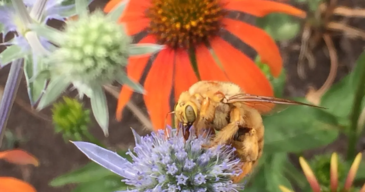 Carpenter Bee Haiku | Under the Solano Sun
