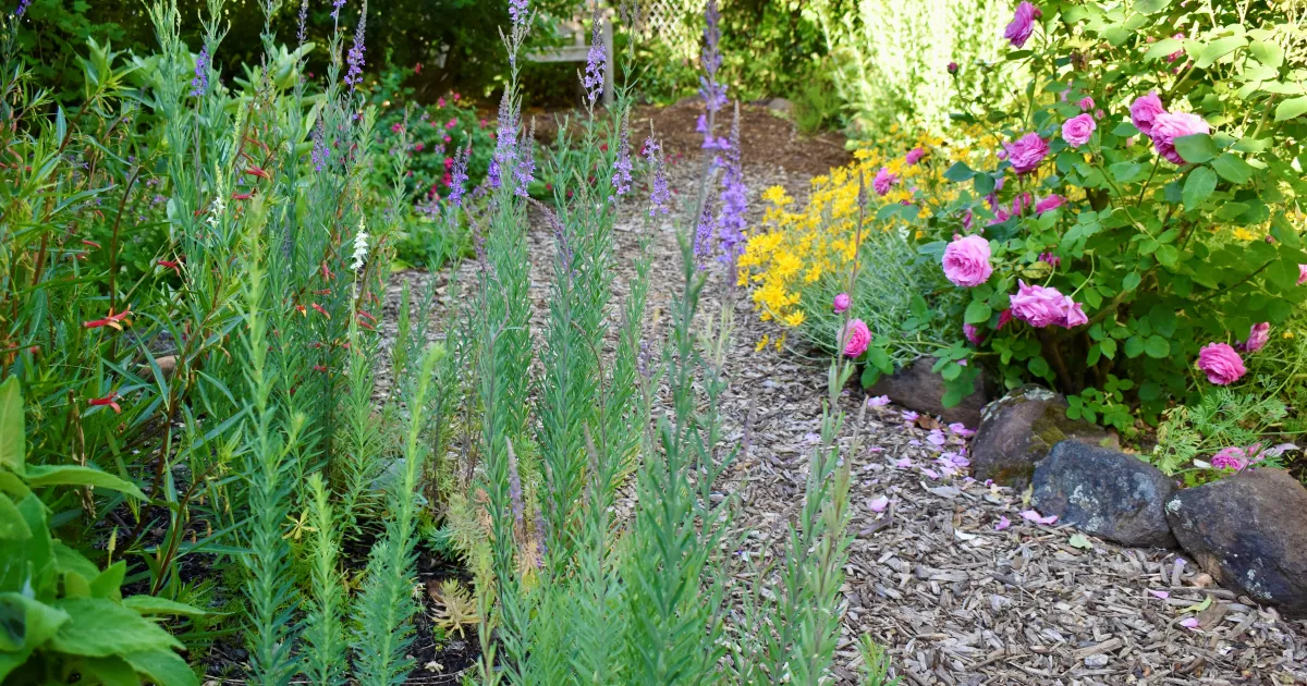 Twenty Great Plants for Marin Gardens | UC Agriculture and Natural ...