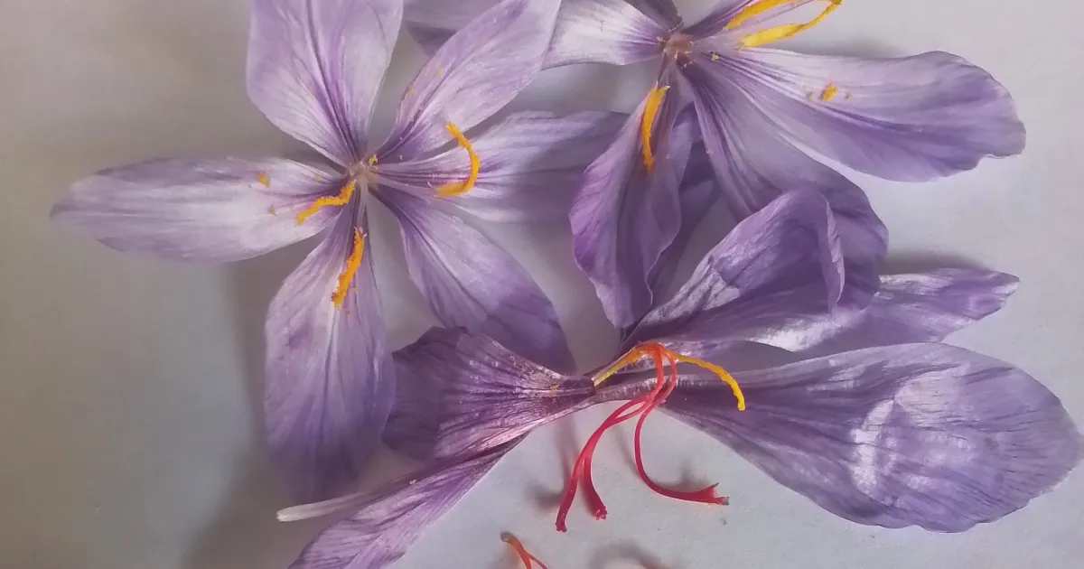 The Saffron Experiment | UC Agriculture and Natural Resources