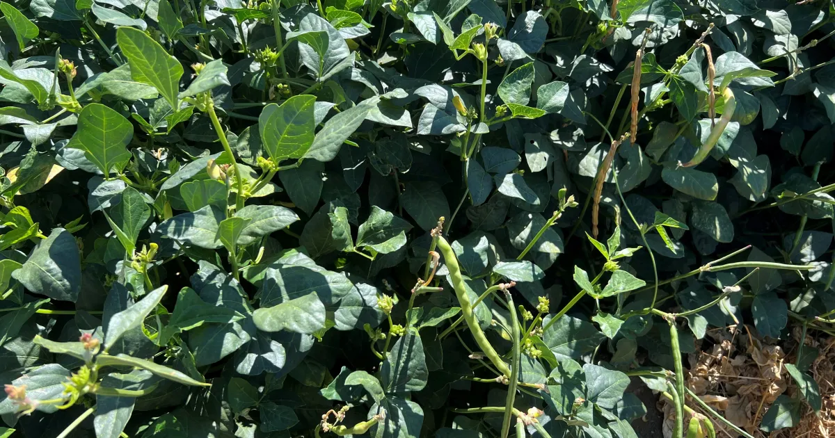 2025 UC Dry Bean Field Day Handouts | UC Agriculture and Natural Resources