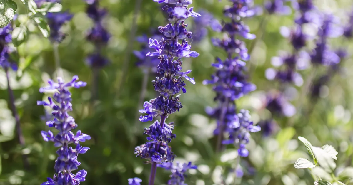 Garden of the Sun Demonstration Garden | UC Master Gardeners of Fresno ...