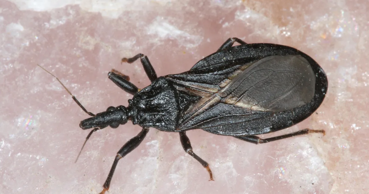 Just a Kiss? Kissing Bugs in Summer | UC Agriculture and Natural Resources