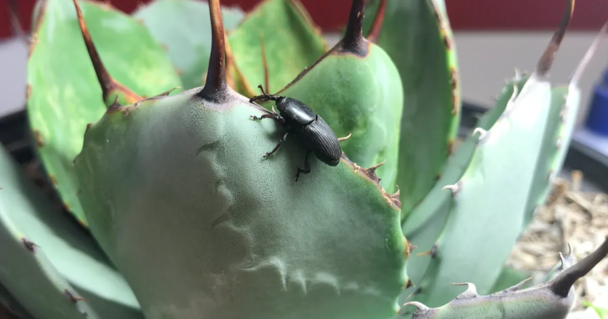 Aloe and Agave Pests | UC Agriculture and Natural Resources