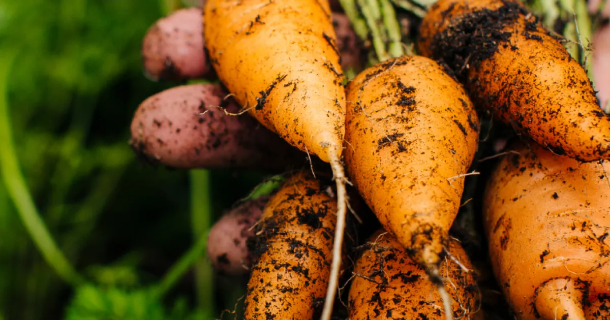 UC Master Gardener Program