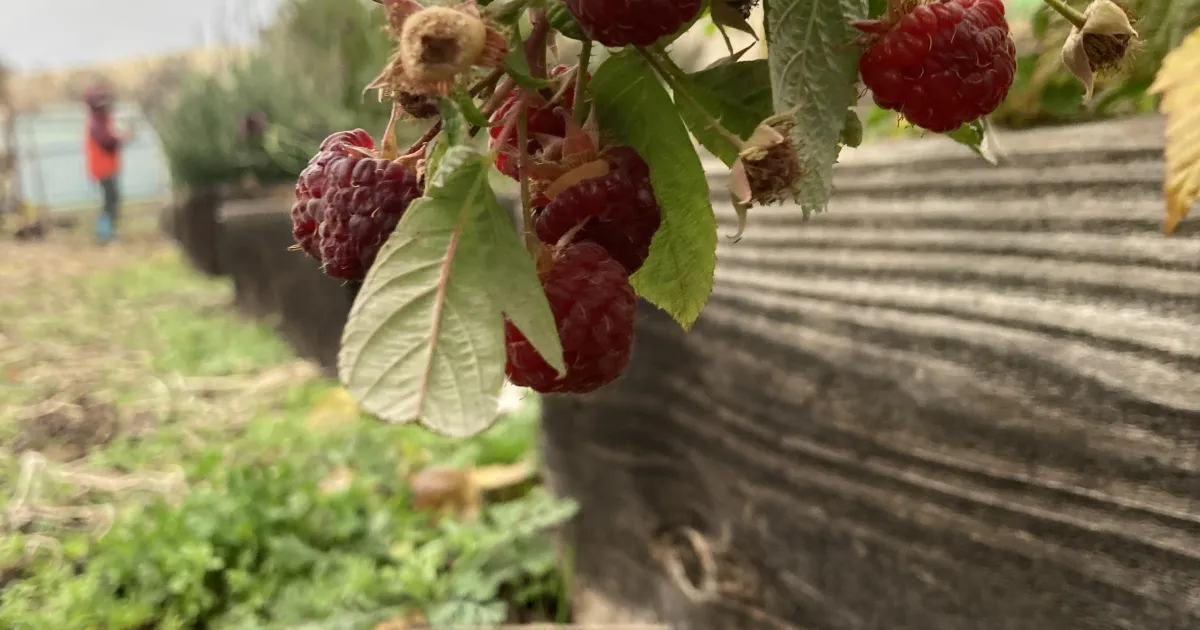 Growing Fruits, Nuts, and Berries in Amador County | UC Master ...