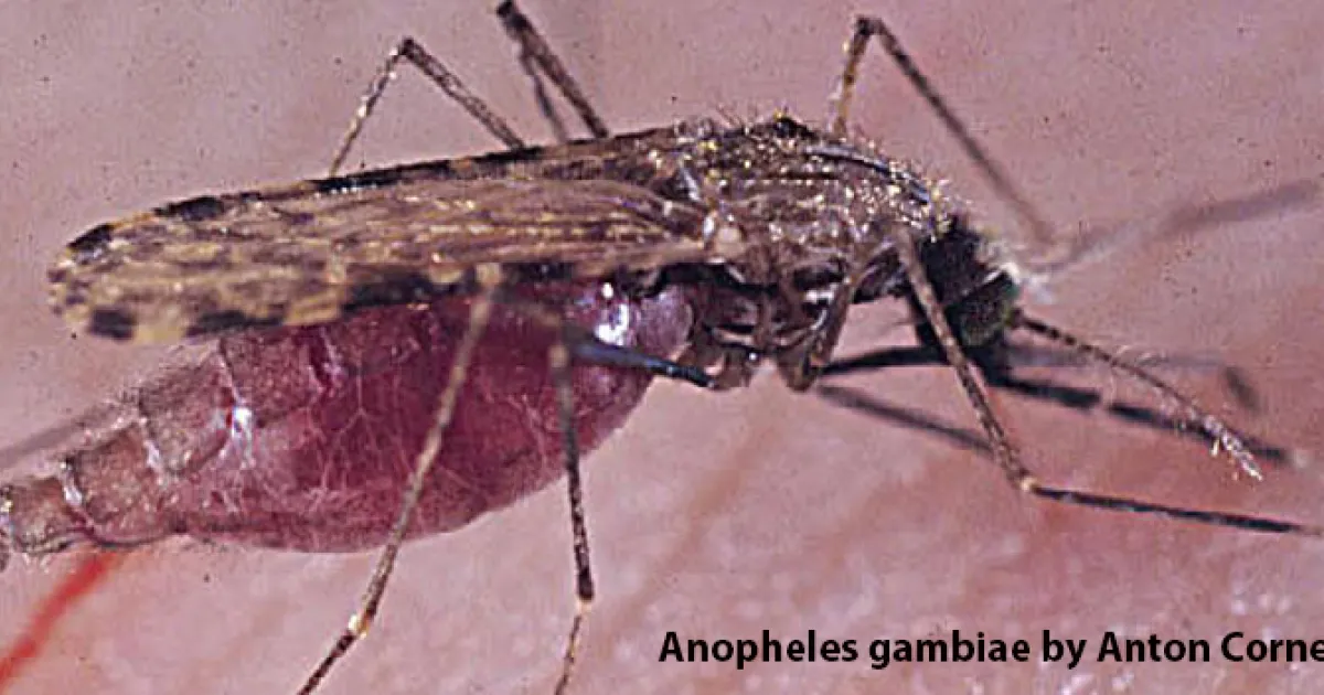 An Eyewitness to the Fall of Saigon and a Glance at Mosquitoes and ...