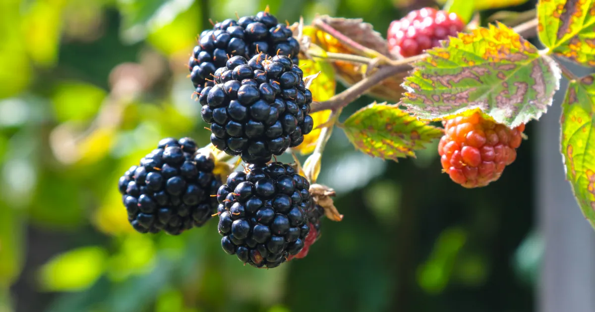 There's Still Time to Prune Berries | UC Agriculture and Natural Resources