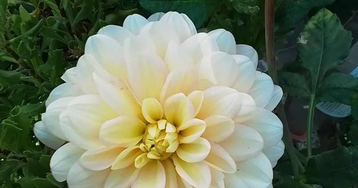 Plant Nerd Journal Profile: Dahlias | Under the Solano Sun