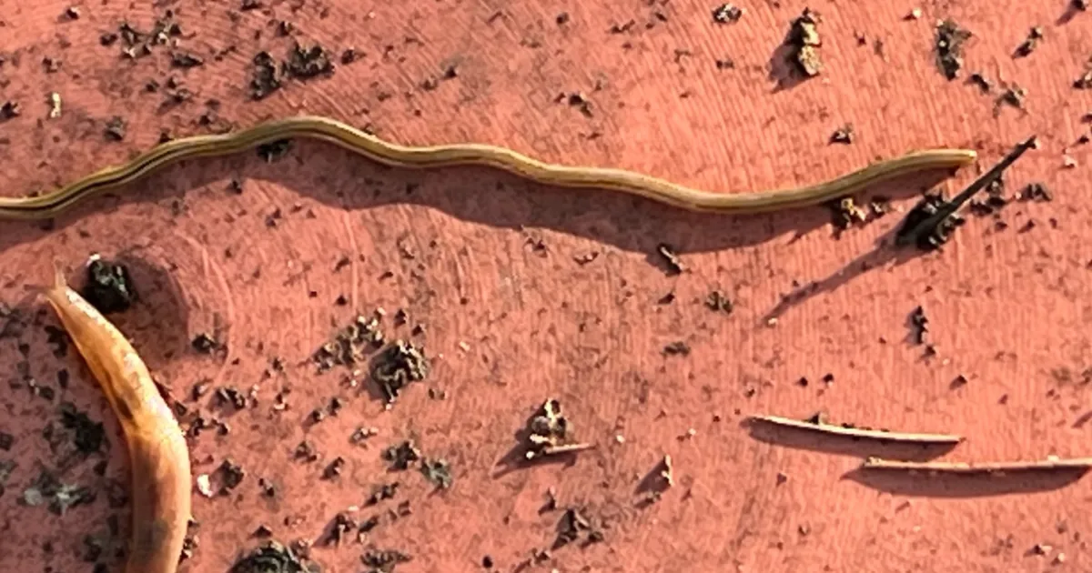 Distasteful invasive worm pest found in Fresno County backyard | Fresno ...