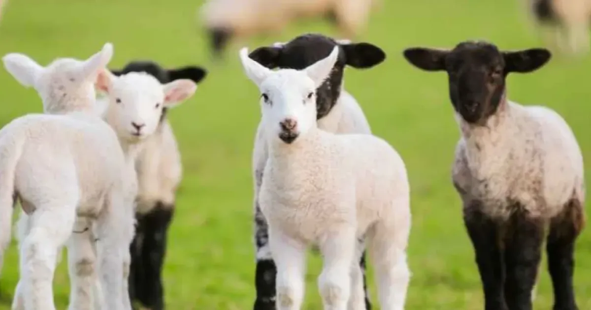 Lambing School at Hopland Research & Extension Center | Grown in Marin