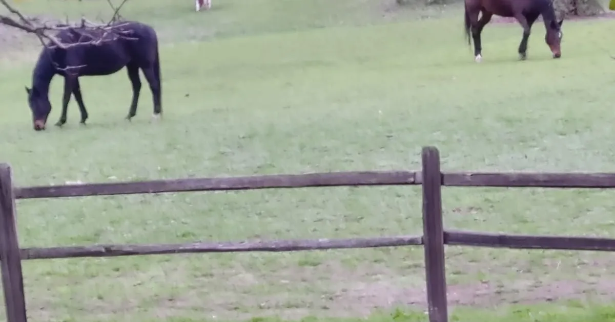 Ornaments Everywhere | Under the Solano Sun