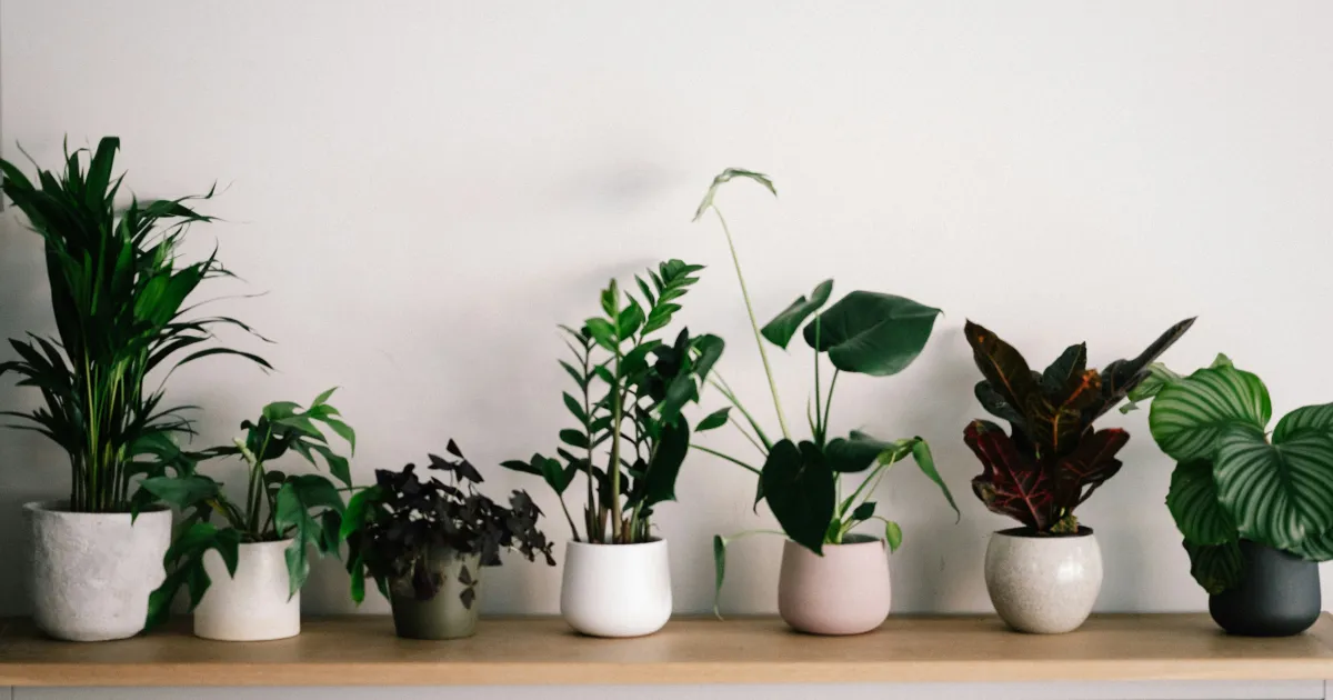 Multiply Your Houseplants: Success with Your Indoor Garden | UC Master ...